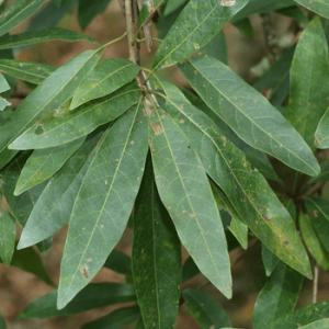 Mee plants | - Ceylone.lk