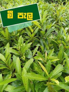 Mee plants | - Ceylone.lk