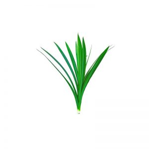 Rampe ( Frozen Pandan ) plants | - Ceylone.lk