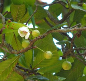 Godapara 250g - Ceylone.lk