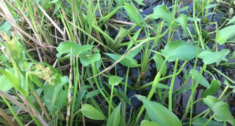 Diya Habarala - Jabara 100g - Ceylone.lk