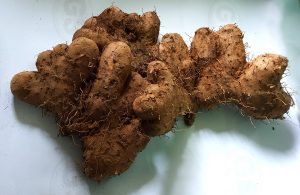 Hingurala Yam / Higurala ALA (1kg) | Fresh Hingurala Roots | හිඟුරල ...
